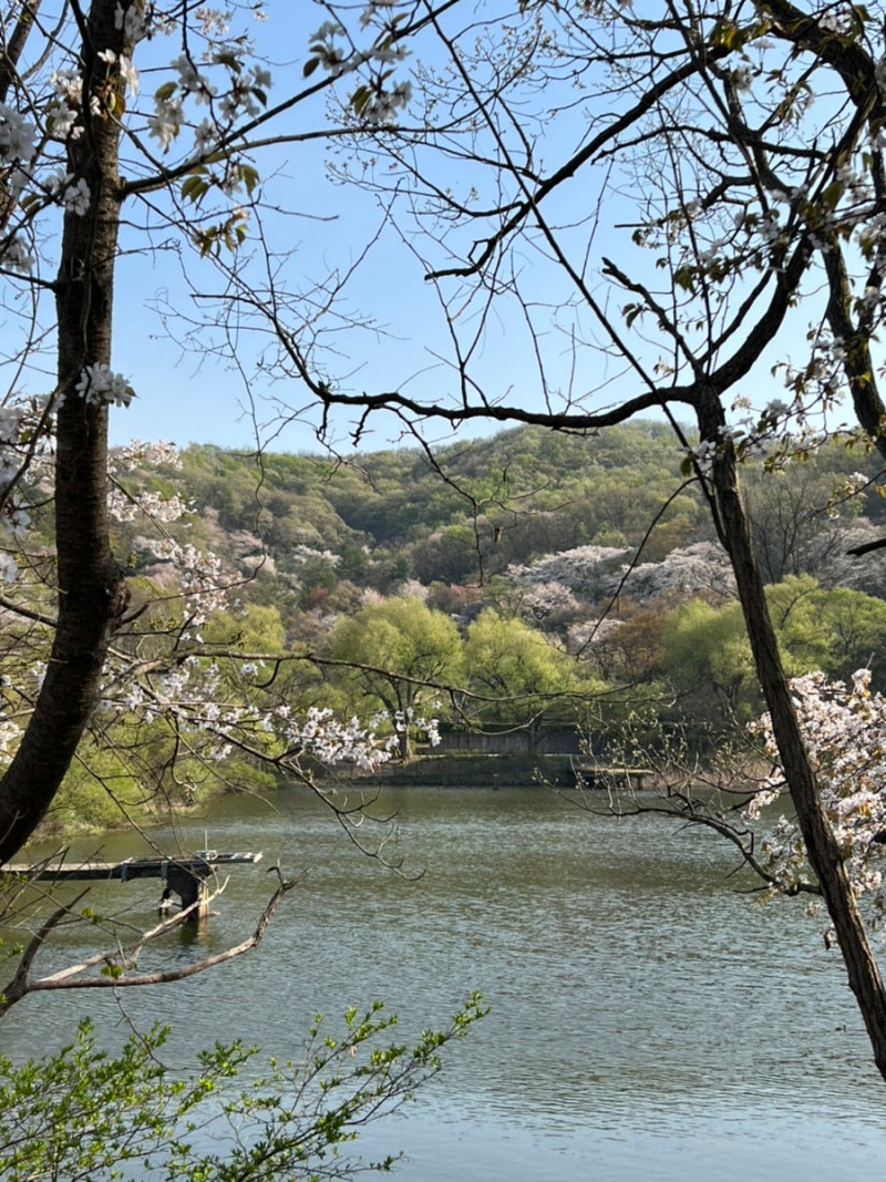 용인 호암미술관 벚꽃 명소 가실벚꽃길 네이버 블로그