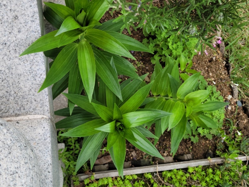 6월에 피는꽃 백합나리꽃 키우기 구근 백합과식물 번식방법 꽃말 네이버 블로그