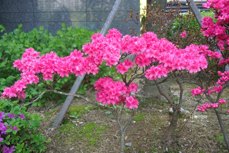 진달래 철쭉 영산홍연산홍 자산홍 비교 차이 네이버 블로그