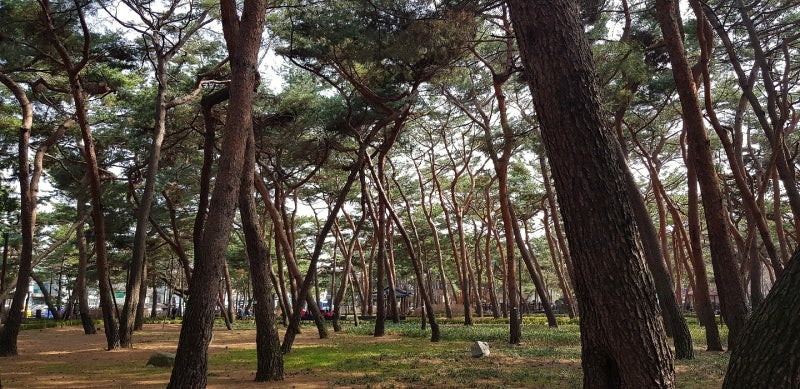 힐링의 소나무숲 서울 우이동 솔밭공원 네이버 블로그