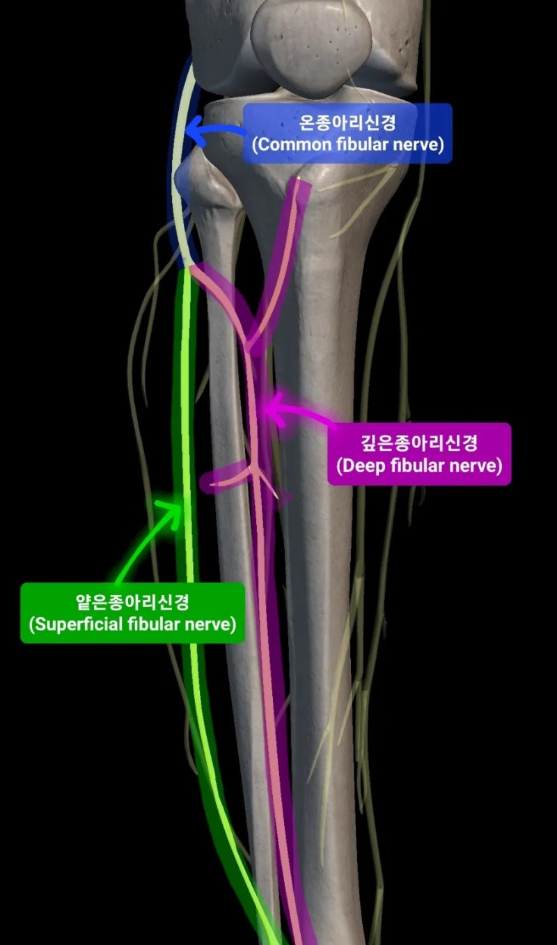 온종아리신경(총비골신경, Common Fibular Peroneal / Nerve), 얕은 / 깊은 종아리신경 ...