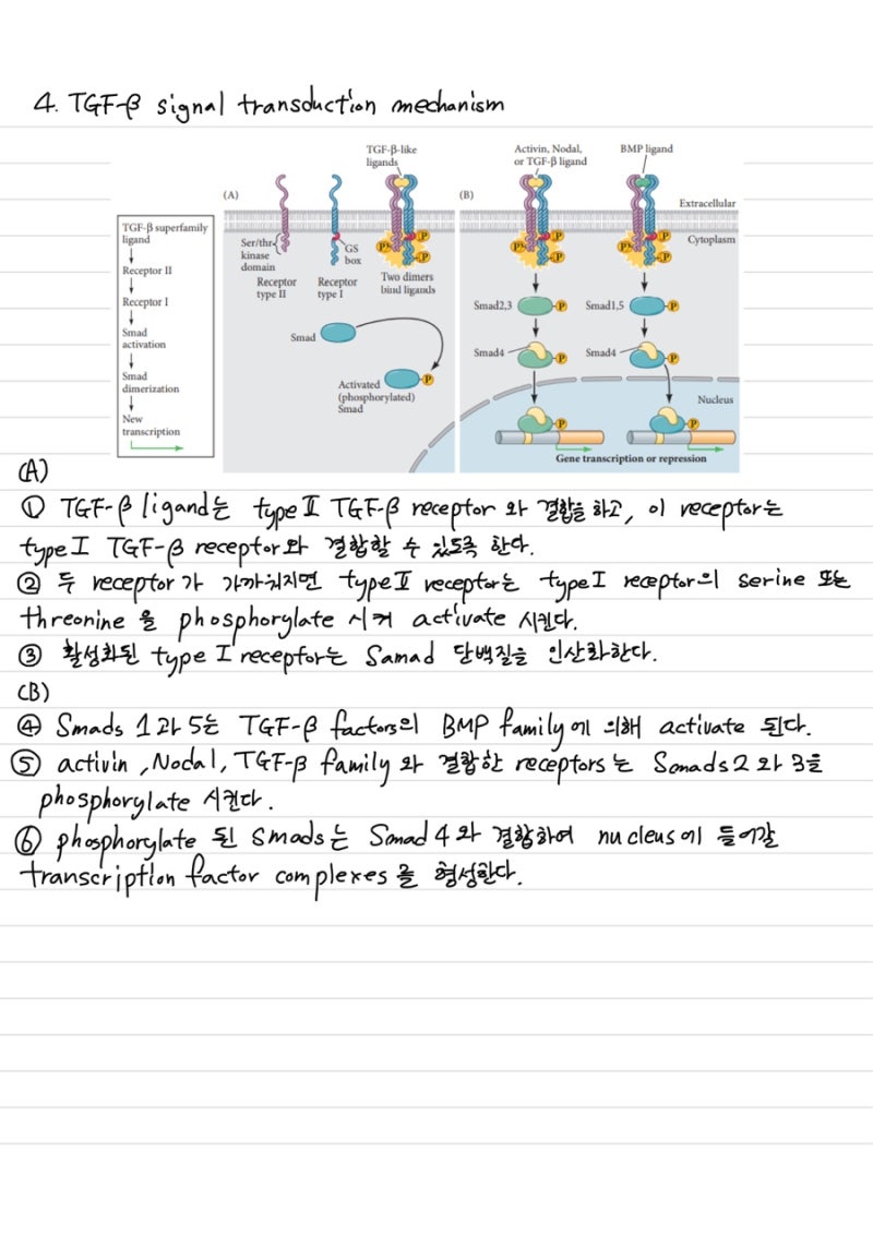 [발생학] signaling pathway의 signal transduction mechanism 정리 : 네이버 블로그