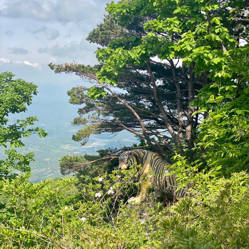 의령 한우산 최단코스 : 쇠목재 철쭉 도깨비숲 설화원 등산 : 네이버 블로그