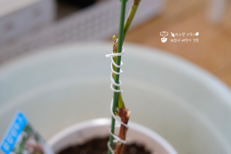 나무 종류유칼립투스 키우기 화분 분갈이가지치기삽목 수경재배 네이버 블로그