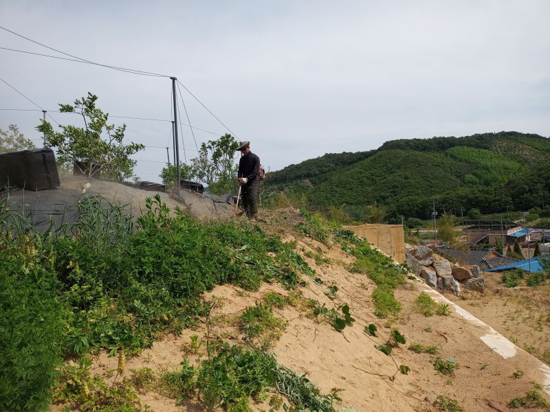 예초작업 친환경블루베리 친환경블루베리청양농장 블루베리 네이버 블로그