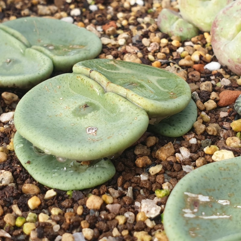 크레터리포름 crateriforme 빠싹 말라갑니다. : 네이버 블로그