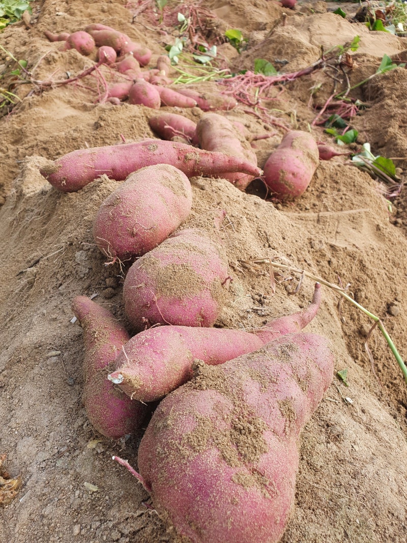 주말농장 텃밭가꾸기 6월에 심는 텃밭작물 10가지 농작물 네이버 블로그