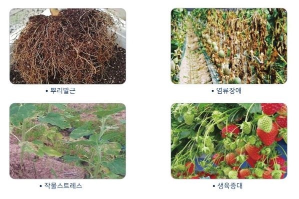 나라바이오의 모두싹 제품 강력한 초기 뿌리 발근 모두싹 아미플 효능과 사용 방법 네이버 블로그