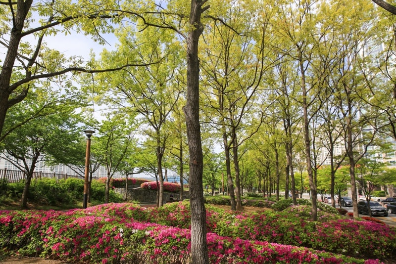 산책과 피크닉을 동시에 청주 오송호수공원 네이버 블로그