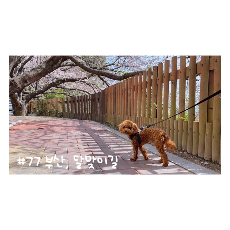 77 부산 달맞이길문탠로드 애견동반 여행지 부산 벚꽃 명소 네이버 블로그