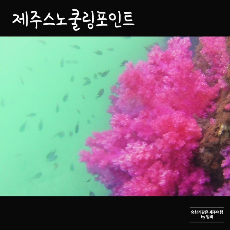 5월 제주도바다 수영하기 제주 스노쿨링 포인트 네이버 블로그