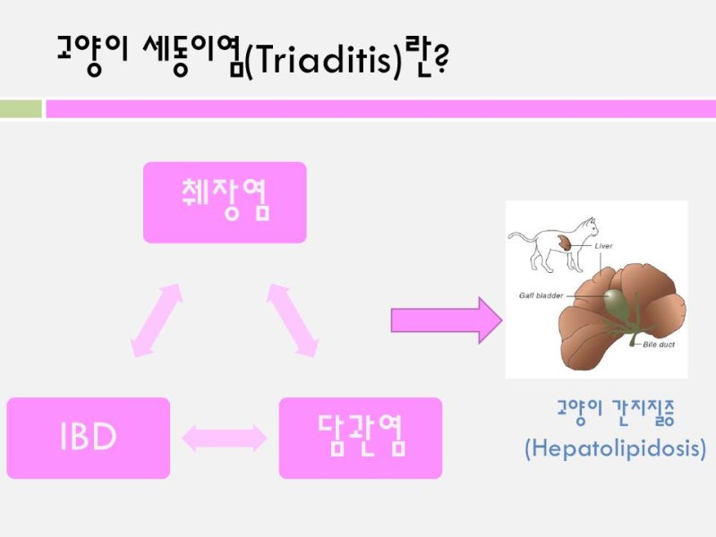 고양이 세동이염(Triaditis)치료 및 관리 : 네이버 블로그