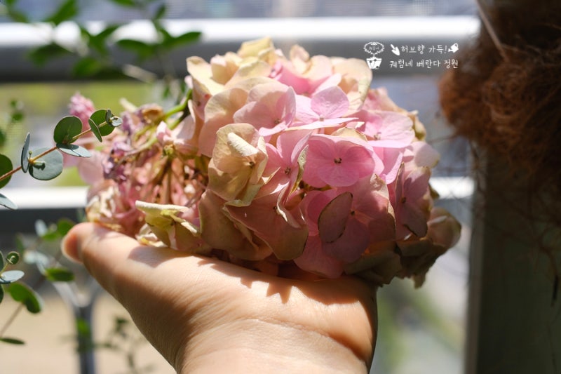 베란다 가드닝수국 화분 키우기 가지치기꽃대자르기 네이버 블로그