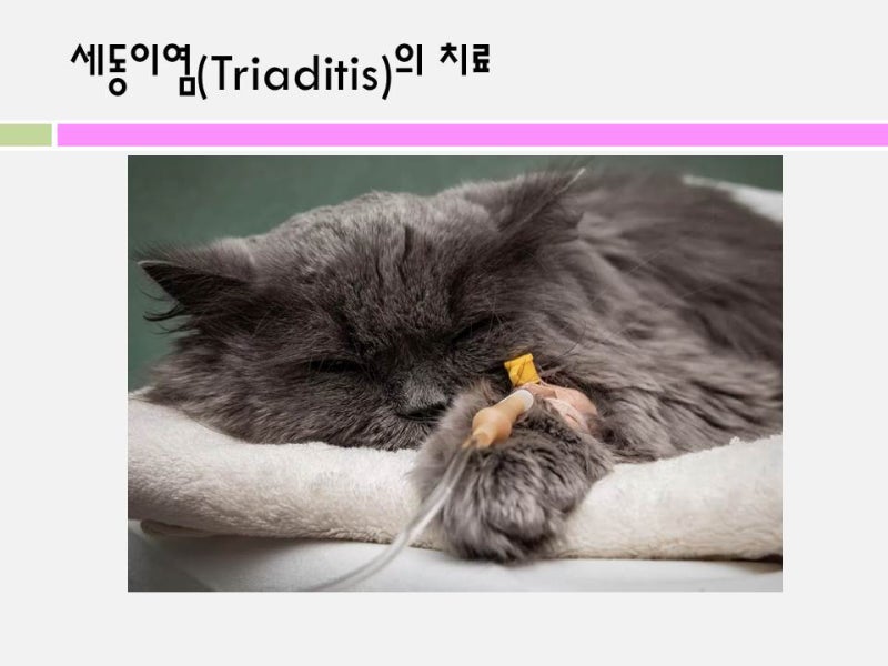 고양이 세동이염(Triaditis)치료 및 관리 : 네이버 블로그