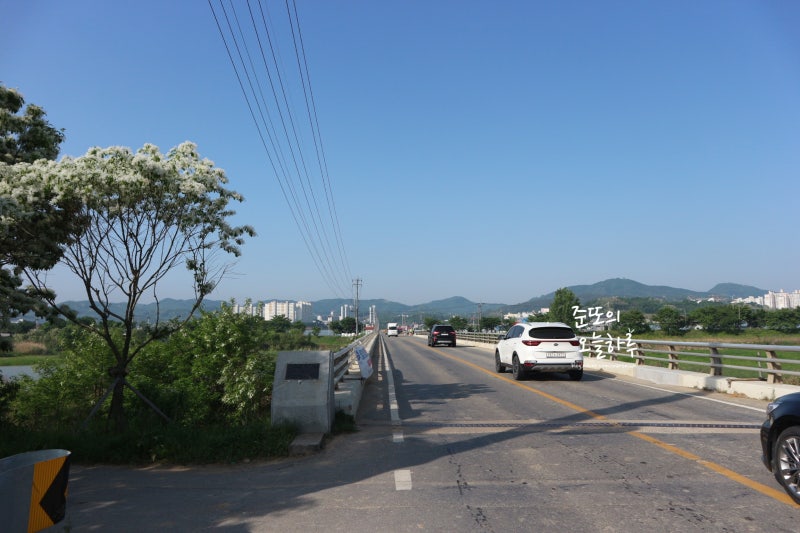 충북 여행지 가볼만한곳 진천 이팝나무길 신정교 눈이 내린듯한 5월에 꽃구경 청주 근교 나들이 드라이브코스 네이버 블로그