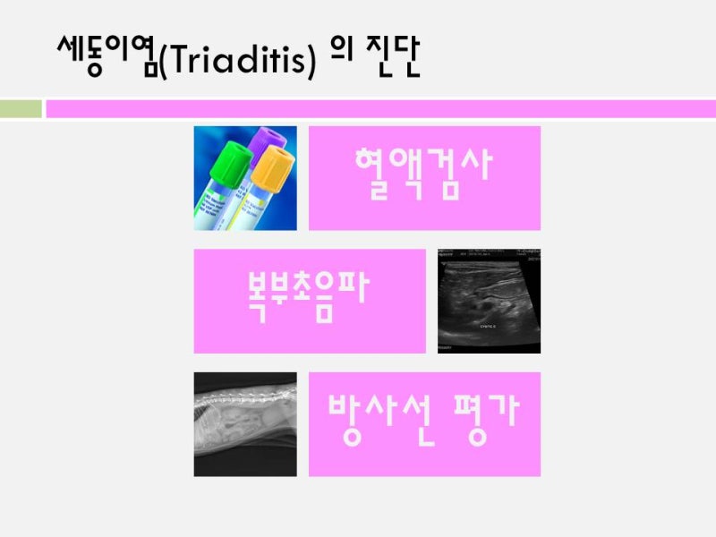 고양이 세동이염(Triaditis)치료 및 관리 : 네이버 블로그