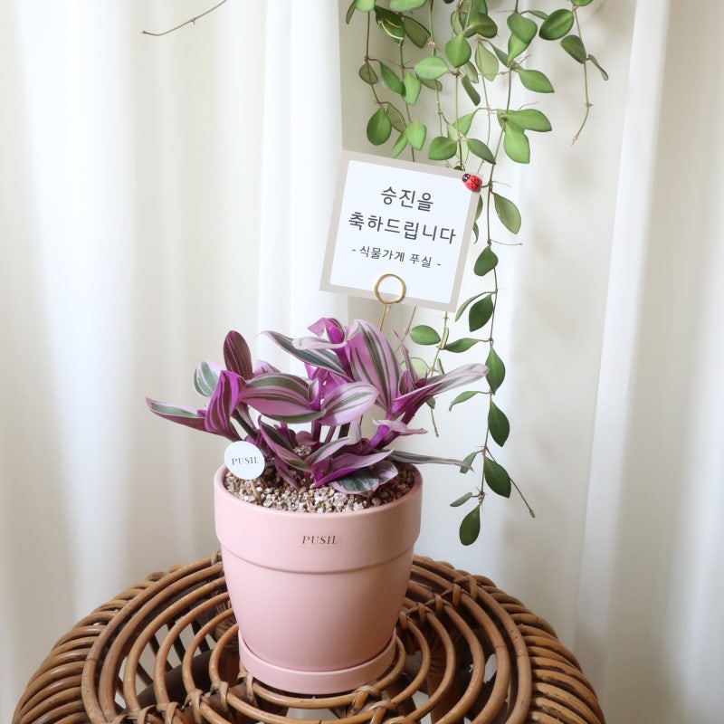 삼색 달개비 키우기 다육이 화분 선물 플랜테리어 공기정화식물 선인장 pusil 푸실 : 네이버 블로그