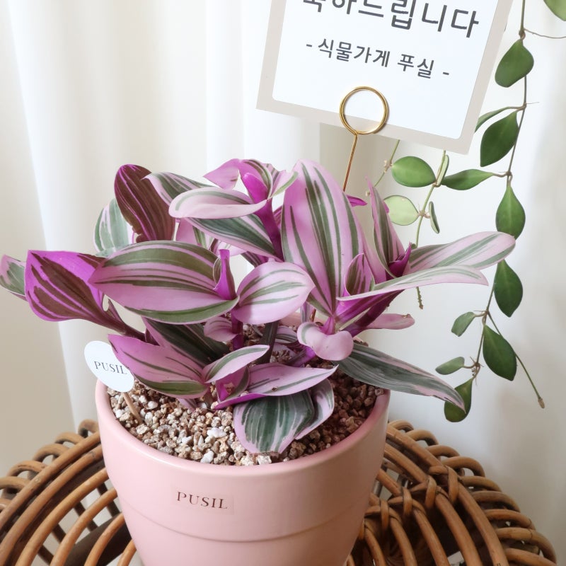 삼색 달개비 키우기 다육이 화분 선물 플랜테리어 공기정화식물 선인장 pusil 푸실 : 네이버 블로그