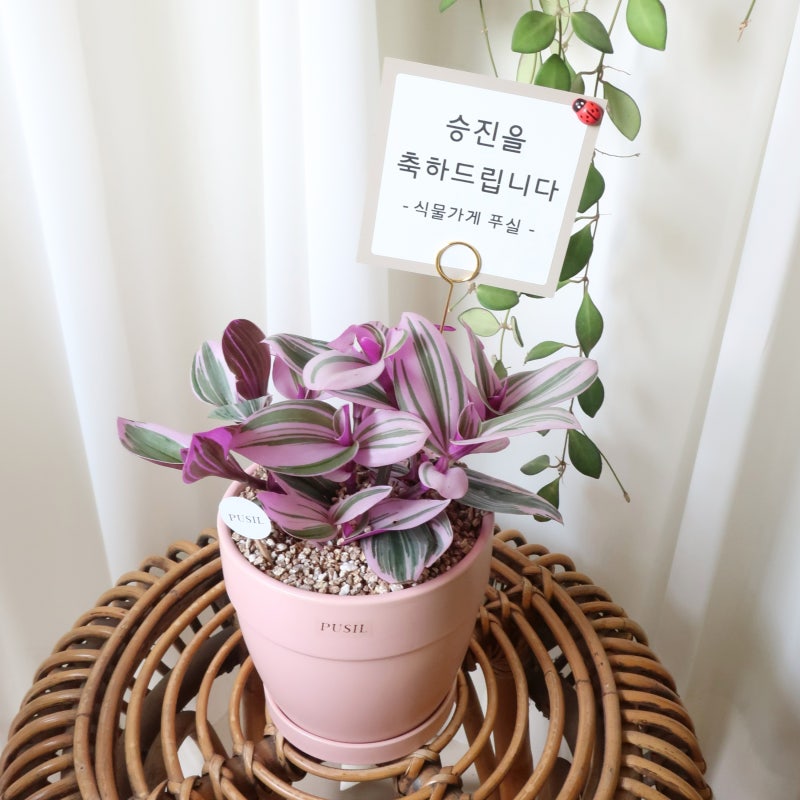 삼색 달개비 키우기 다육이 화분 선물 플랜테리어 공기정화식물 선인장 pusil 푸실 : 네이버 블로그
