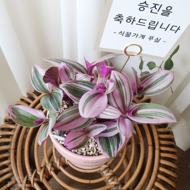 삼색 달개비 키우기 다육이 화분 선물 플랜테리어 공기정화식물 선인장 pusil 푸실 : 네이버 블로그