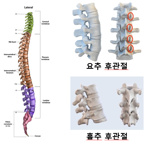 골프 후 왼쪽 옆구리통증 가슴통증 천안아산 달천한의원 네이버 블로그