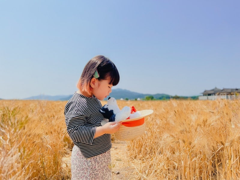 6월 경주여행 분황사 청보리밭 황금보리밭 풍경사진 명소 네이버 블로그