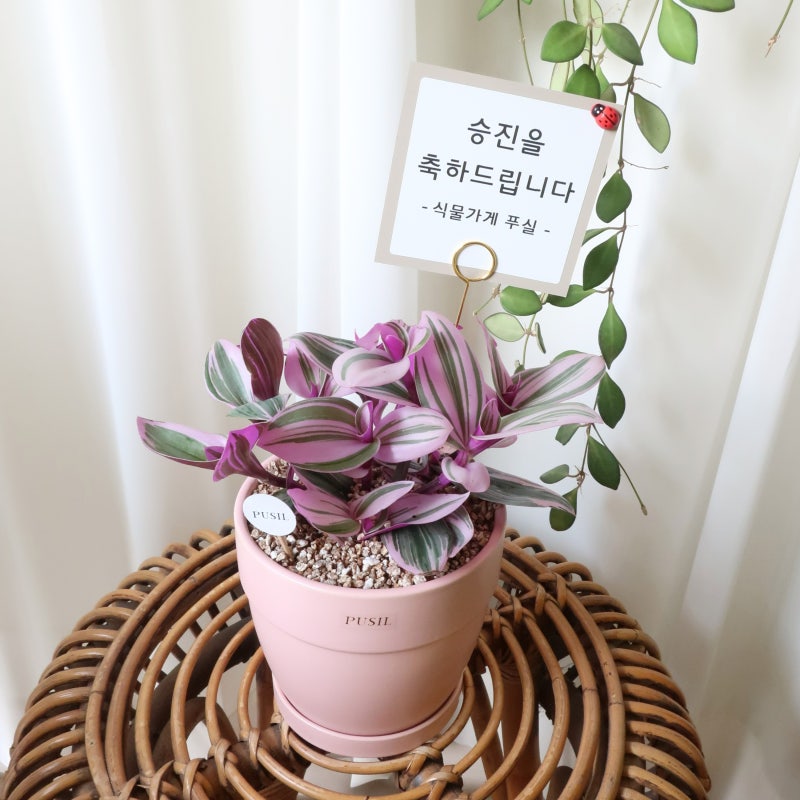 삼색 달개비 키우기 다육이 화분 선물 플랜테리어 공기정화식물 선인장 pusil 푸실 : 네이버 블로그