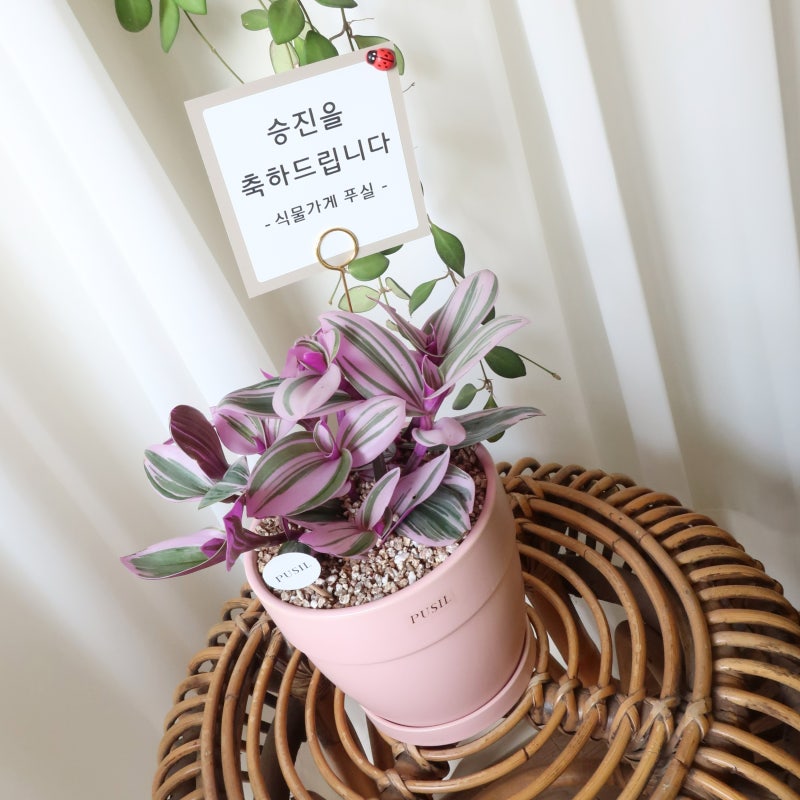 삼색 달개비 키우기 다육이 화분 선물 플랜테리어 공기정화식물 선인장 pusil 푸실 : 네이버 블로그