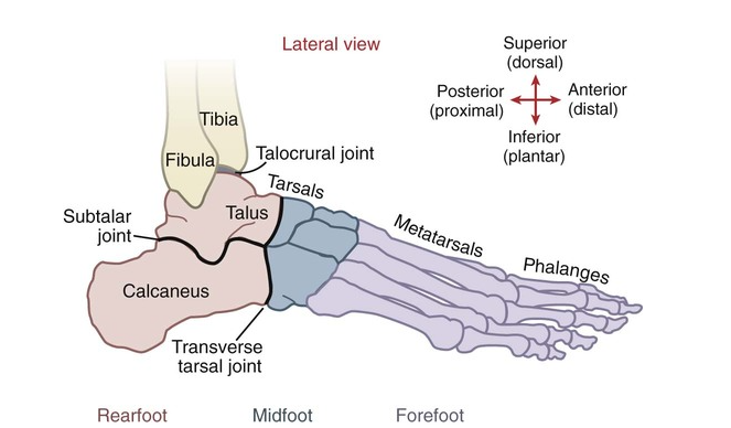 발목(Ankle) 공부하기! : 네이버 블로그