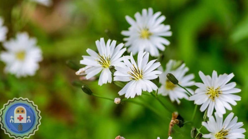 씀바귀 효능 : 먹는 법, 종류, 꽃말 : 네이버 블로그