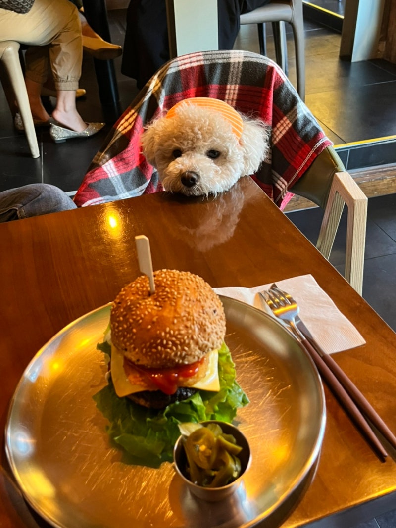 광화문 애견동반 수제버거 맛집 ️ 버거드조선 네이버 블로그