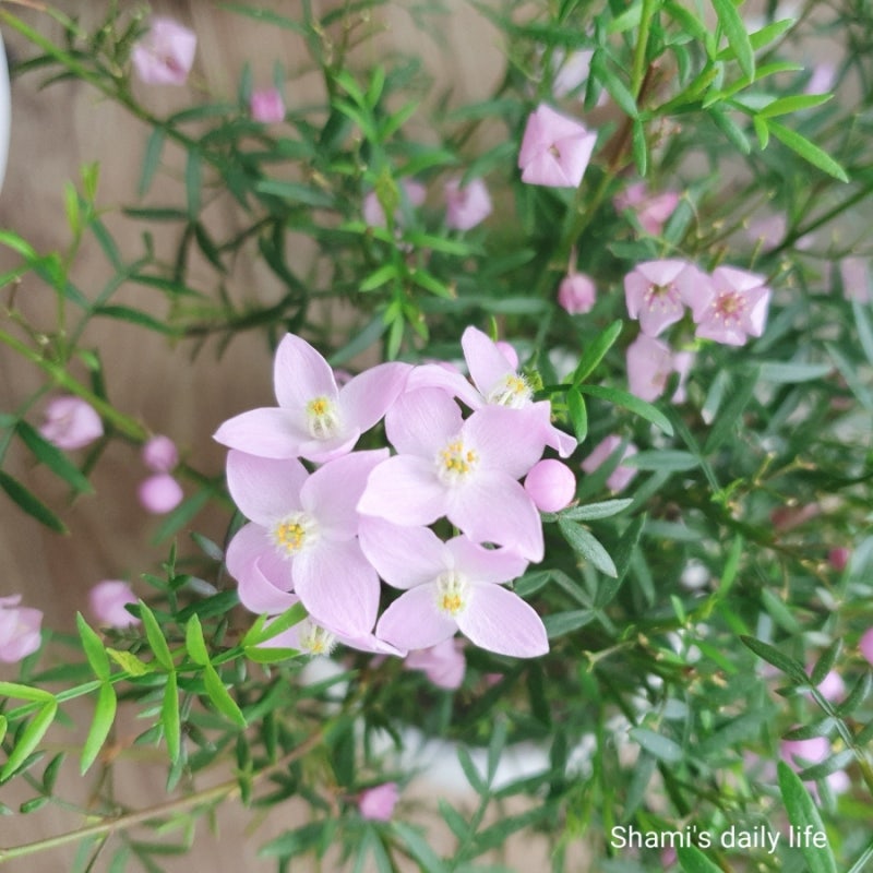 보르니아 가지치기 : 네이버 블로그