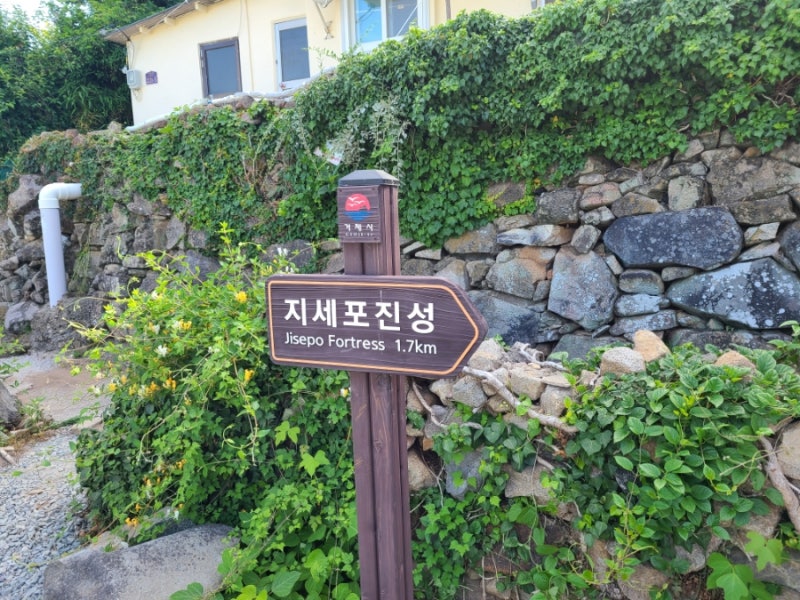 거제여행 가볼만한곳 지세포 라벤더공원지세포진성 라벤더와 금계국 네이버 블로그