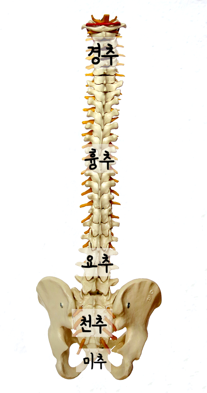 목에 대한 모든 것_1. 목 디스크(일자목->거북목->경추 추간판 탈출증) : 네이버 블로그