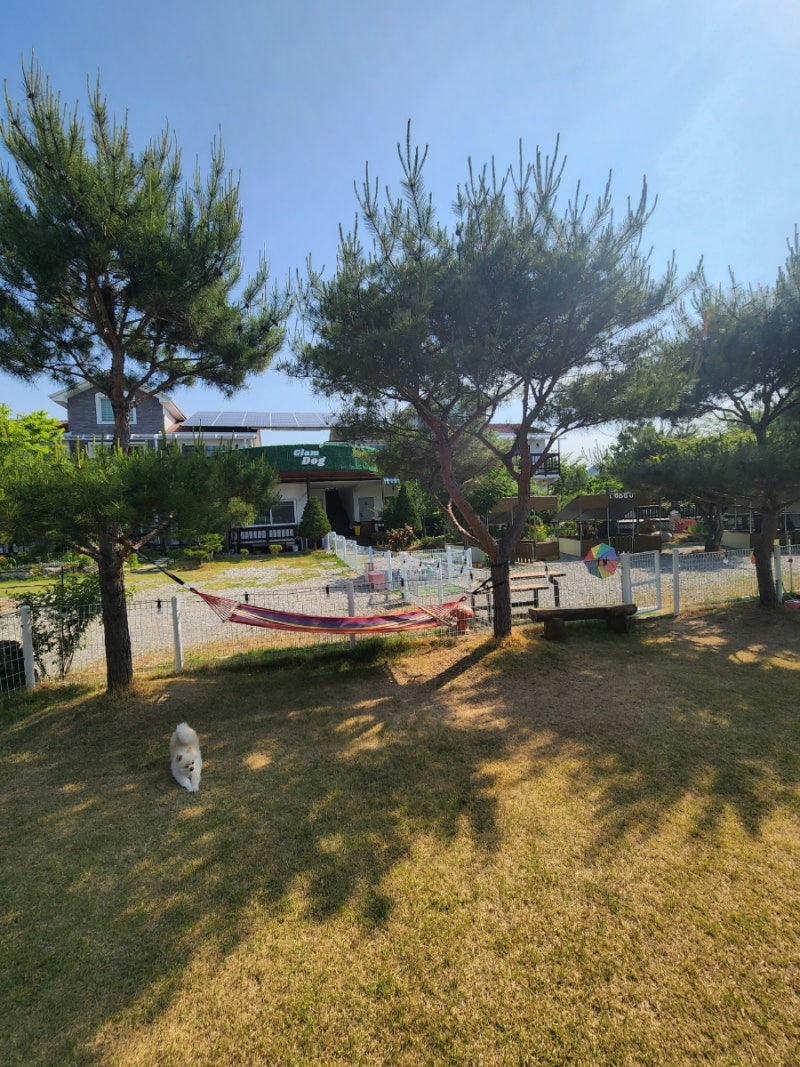 가평 애견동반여행코스 추천 가평글램독 라스블랑카스 까사드카페 남이섬 어비계곡 천섬리조트 강아지수영장 애견동반숙소 청평 경기도