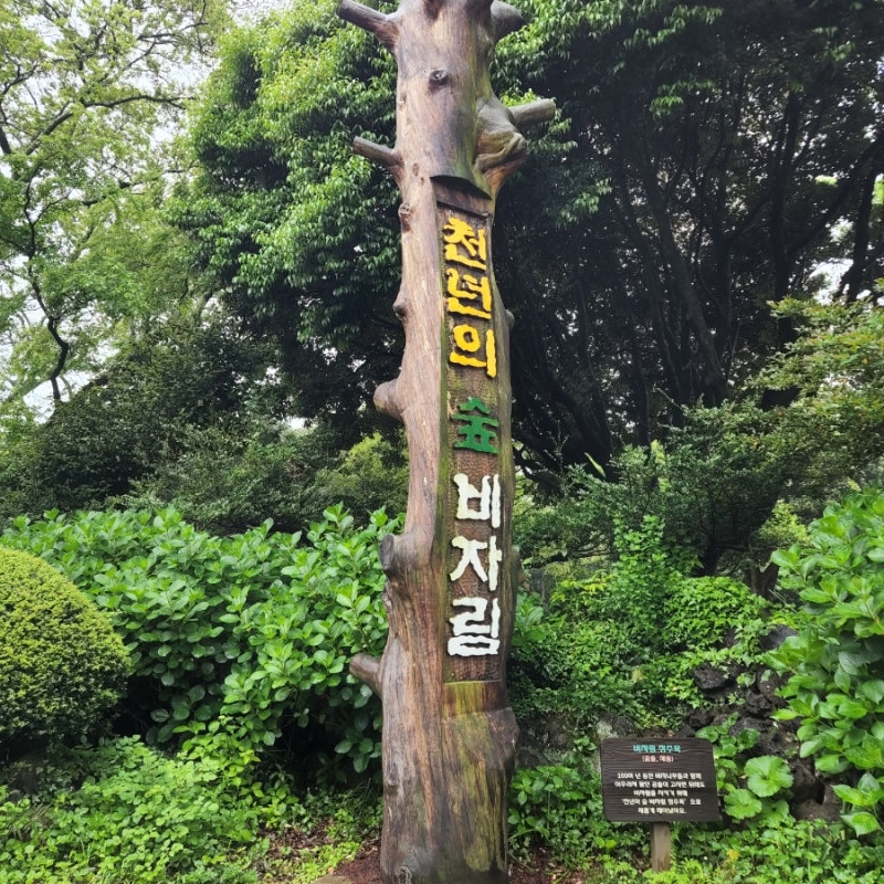 제주도 비오는날 갈만한곳 천년의 숲 제주 비자림 입장료 주차 네이버 블로그