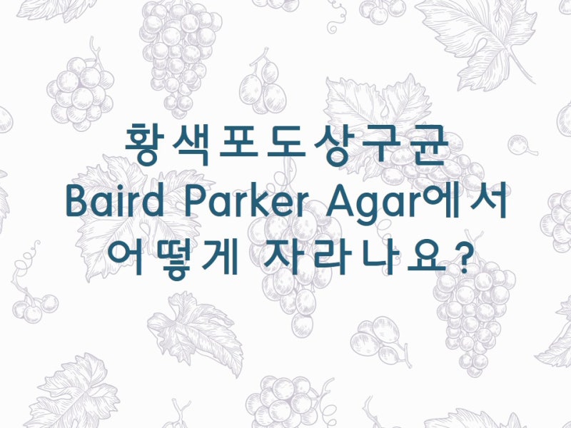 [식품공전] 황색포도상구균 Baird Parker Agar에서 어떻게 자라나요? (결과사진 포함) : 네이버 블로그