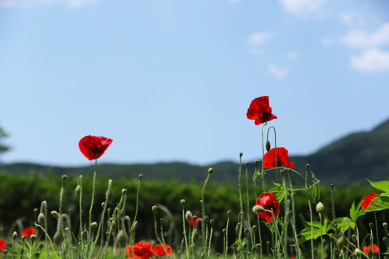 남양주 힐링 명소 걷기 운길산역~물의정원~대너리스 카페 네이버 블로그