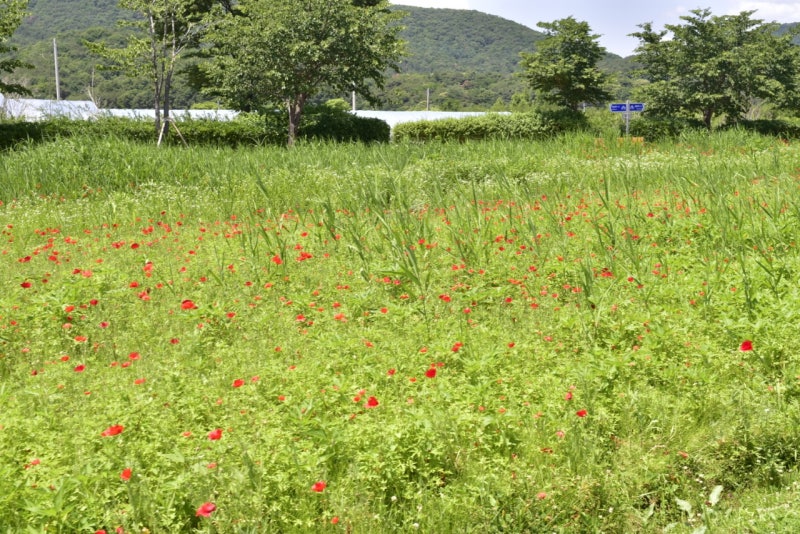 남양주 힐링 명소 걷기 운길산역~물의정원~대너리스 카페 네이버 블로그