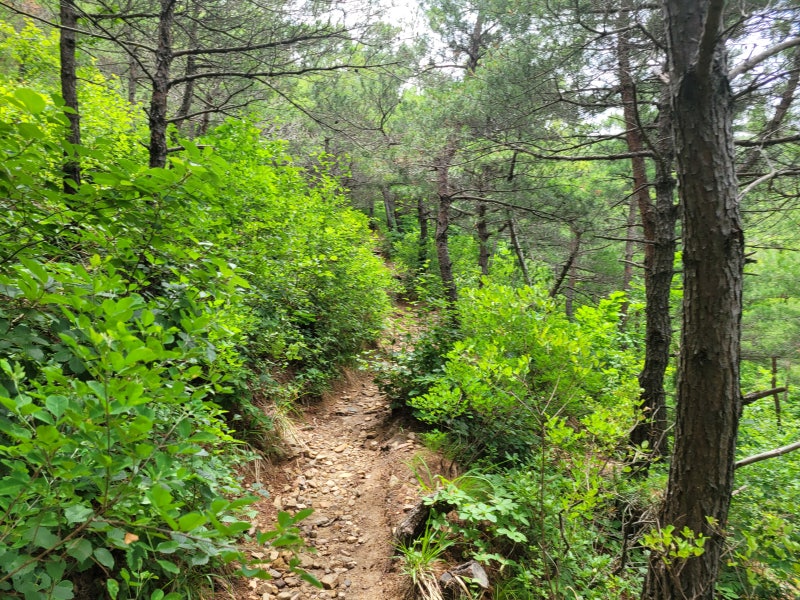 강릉 괘방산 등산코스 괘방산 등산지도강릉 초보등산코스활공장 코스안인삼거리주차장 네이버 블로그
