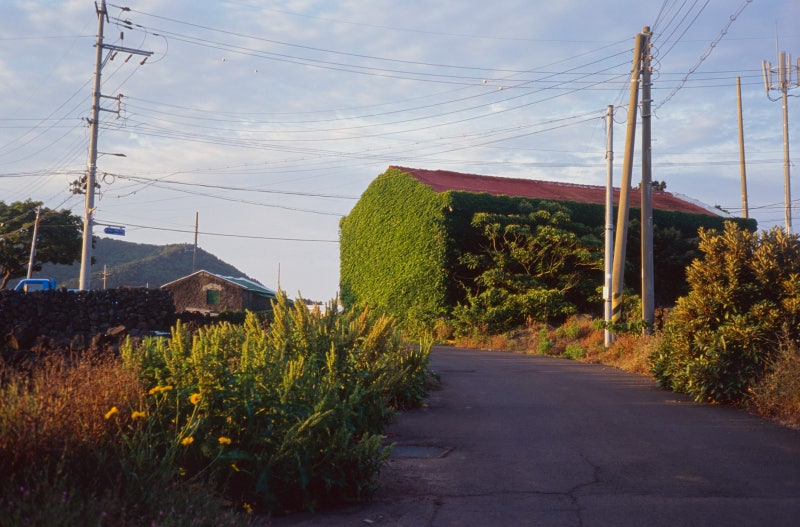[2022년 5월 제주] Rollei 35와 코닥 E100D 슬라이드 필름으로 담은 제주 (2) : 네이버 블로그