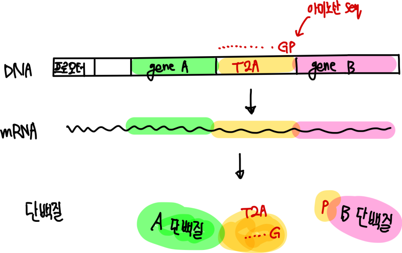 T2A seq (IRES seq) : 네이버 블로그