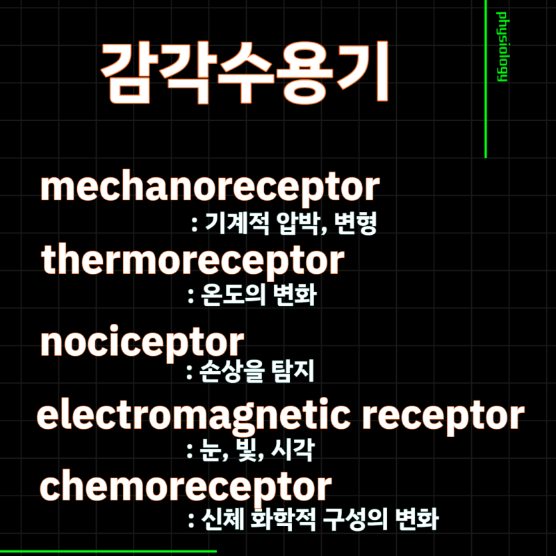 고유수용성감각 Proprioception 에 대하여개념과 분류부터 네이버 블로그