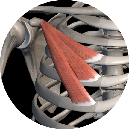 소흉근 증후군(Pectoralis minor syndrome) : 과외전 검사(Wright test) : 네이버 블로그