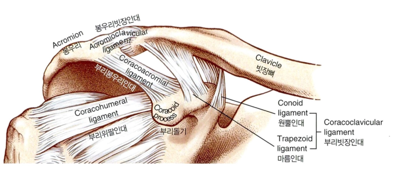 기초해부학 어깨 복합체 어깨관절shoulder Complex Shoulder Joint 초급관절학 Part4