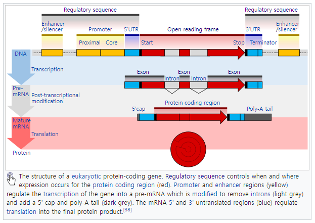 유전자, 엑손, coding sequence (CDS) 비교하기 : 네이버 블로그