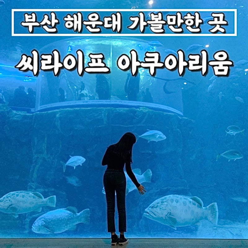 부산 해운대 씨라이프 아쿠아리움 인어공주 공연시간 아이와 가볼만한곳 가격할인 네이버 블로그