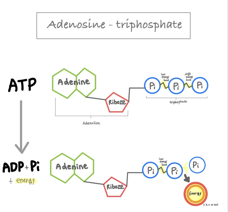 에너지 대사시스템(ATP 생산과정) : 네이버 블로그
