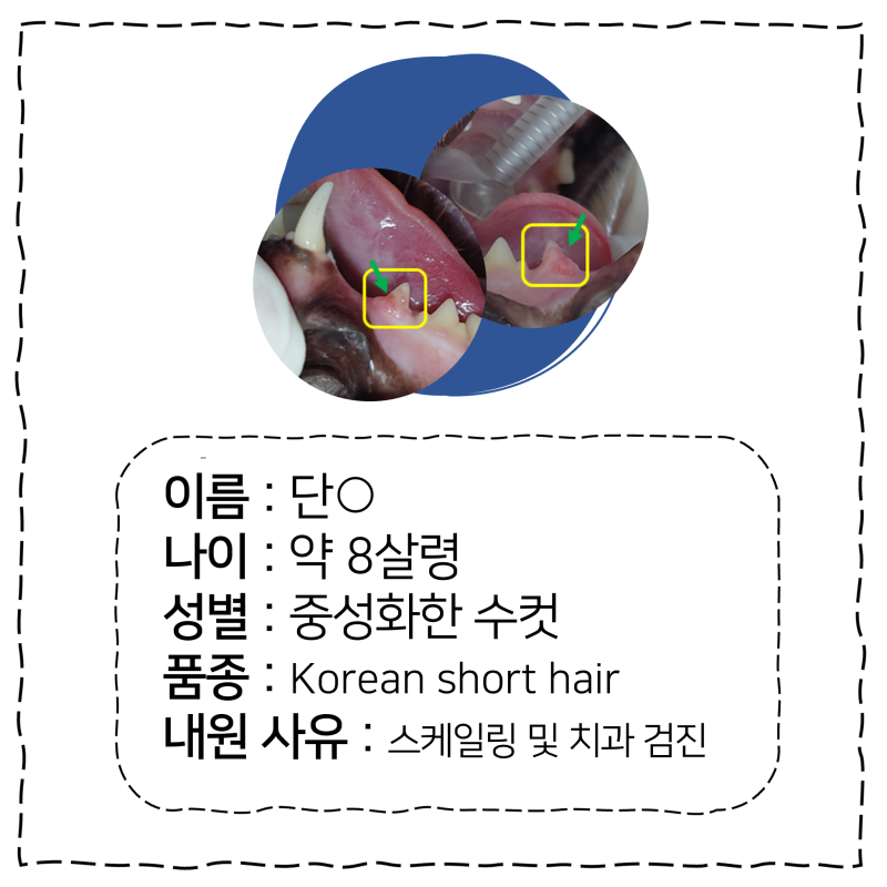 고양이 치아흡수성병변, FORL, 고양이 치과, 고양이 이빨 : 네이버 블로그