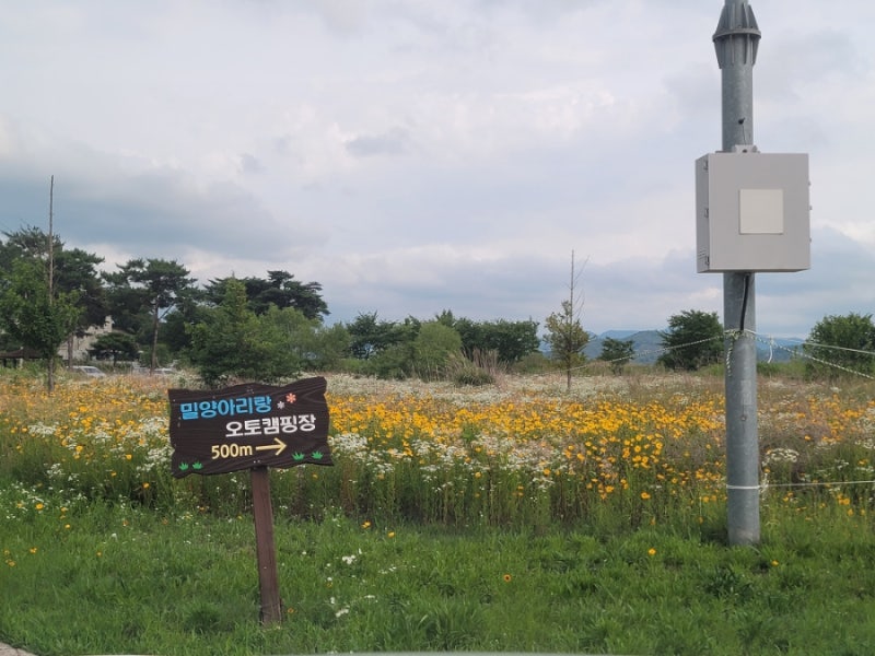 애견 동반 캠핑 밀양 아리랑 오토캠핑장 42번 낙동강 뷰 명당자리 후기 네이버 블로그